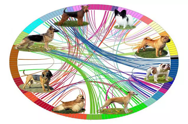 Canine Family Tree Ramani ya Mageuzi ya 'Mbwa wa Ulimwengu Mpya' 2071_1