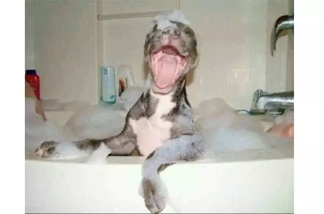 10HappyDogTakingBath