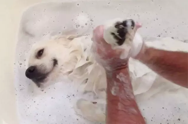 3 Dogsloving-bathtime