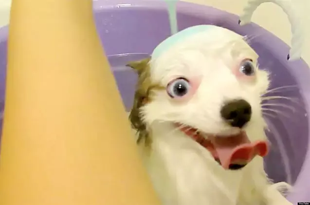 5Happybathingdog