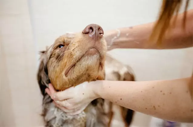 7Bathingpooch