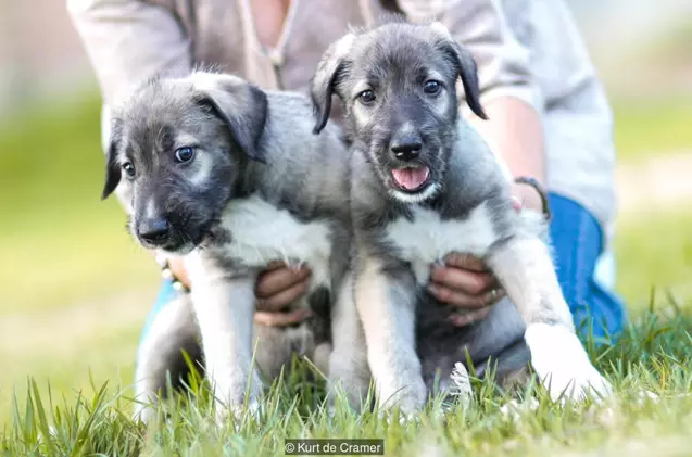 Éischt-jee identesch Zwilling Pups gebuer zu iresche Wolfhound 21085_1