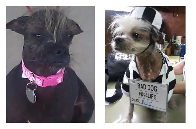 Dalawang aso na maaaring naging mas mahusay bilang mga nanalo sa World's Ugliest Dog Contest