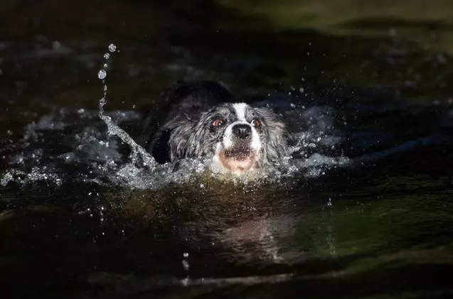 La première dame du Brésil, Marcela Temer, saute dans un lac pour sauver un chien 21339_1