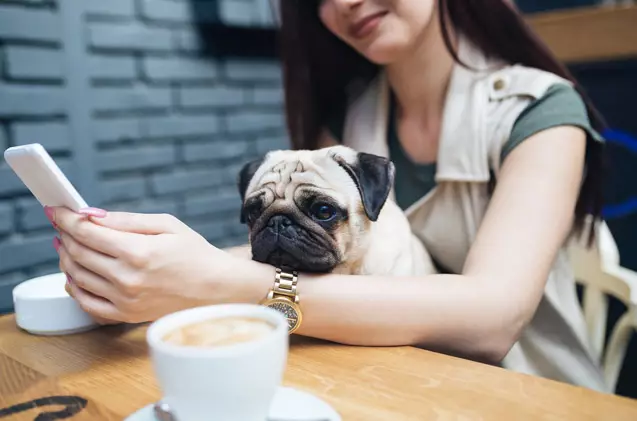 Cum să-ți înveți câinele maniere politicoase la cafenea 21555_1