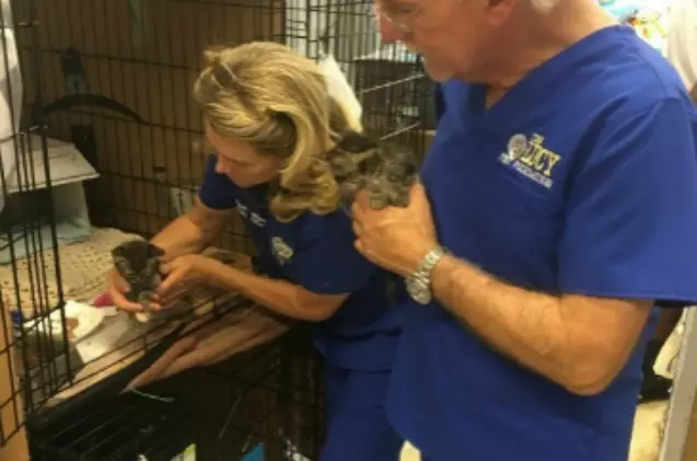 Lucy Pet menyelamatkan anjing dari Houston Shelters untuk berpindah selepas Hurricane Harvey sesak tempat perlindungan