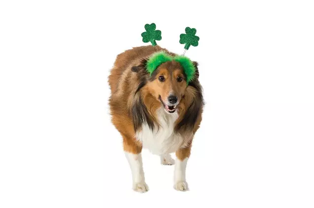 17 Hadiah Terbaik Hari St. Patrick Untuk Anjing 22079_13