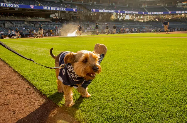 PetCo Barkyard Box Seats ir lieliski piemērots mušu bumbiņu un Homerun ķeršanai 22084_1