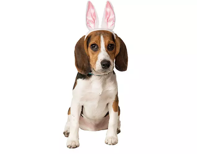 10 Easter Goodies don Hoppy Pooch 22140_5