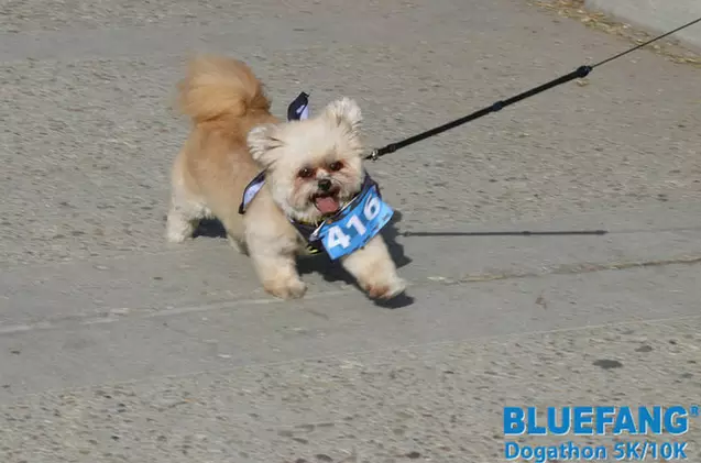 Kapin sa 200 ka mga Iro Apil sa Usa ka Adorable Dogathon aron Pagsulay sa Bag-ong Smart Collar 2216_1