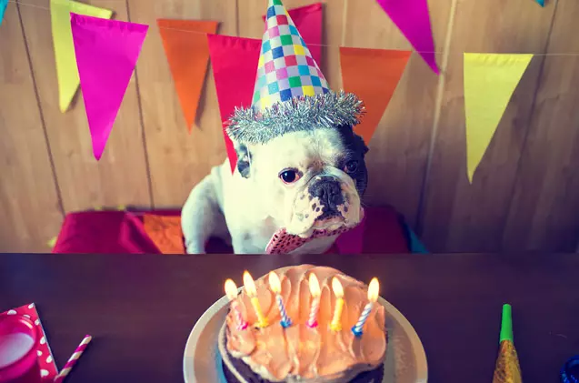 Hỏi những người nuôi chó có lông: Dog Birthday Blues 22175_1