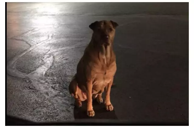 Burger-Begging Dog Is Lovevin 'The Golden Arches [Video] 222_1