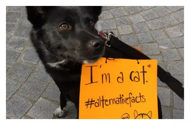 I cuccioli supportano la scienza a marzo per i raduni scientifici 22406_9