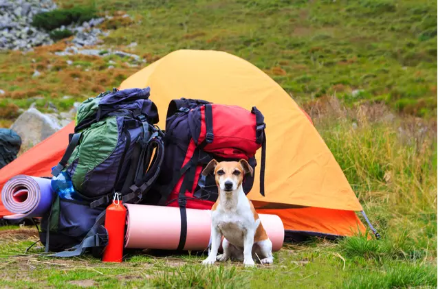 Bêste Canine Camping Essentials 22628_1