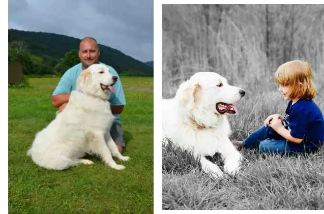 A Great Pyreneese mbantu wong karo PTSD lan menang kanggo asu therapy ing penghargaan ACE