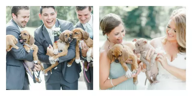 puppies-for-bridesmaids-4