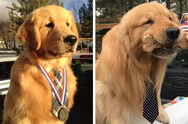 Túl aranyos a szavakhoz: Golden Retriever Max egy kaliforniai város hivatalos polgármestere 22876_1