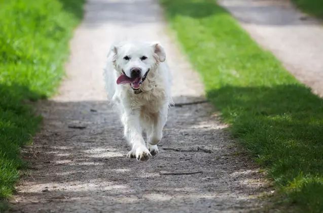 6 Cara Hidup Anda Akan Berubah Saat Anda Mengadopsi Seekor Anjing 2288_1