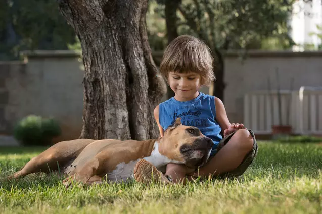 Umunyamerika Staffordshire Terrier nimwe mubwoko bwimbwa bworoheje kandi bwuje urukundo uzigera ugira amahirwe yo guhobera.