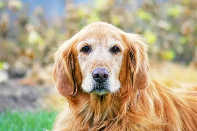 Den här hundens vänliga personlighet och folkälskande attityd hjälpte Golden Retriever att behålla sin position som en familjefavorit och hjälpte till att säkra sin plats bland våra mest tillgivna hundraser.