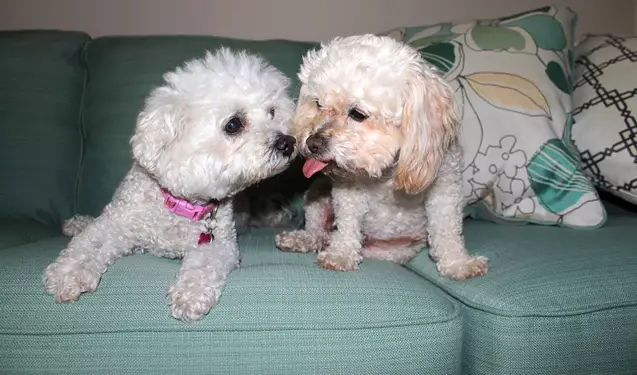 Bichon Frise dikenal dengan mantel putihnya yang halus, tetapi yang juga terkenal adalah sikapnya yang mencintai orang.