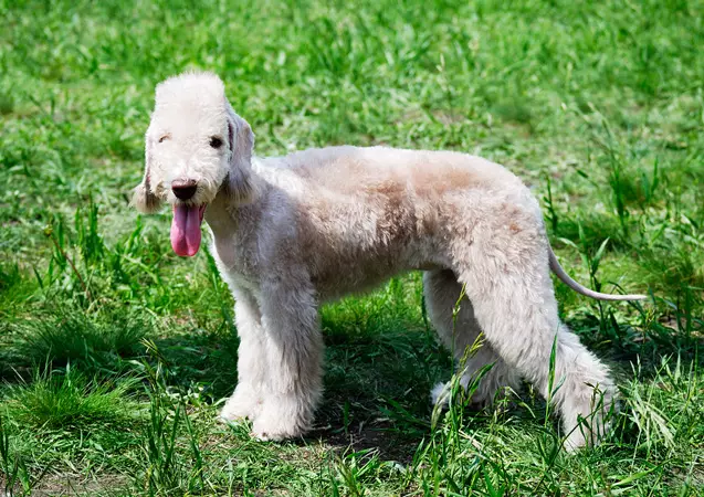 Medan många terrierraser är kända för att vara egensinniga och oberoende, har Bedlingtonterriern vänt sig till en karriär som knähund.