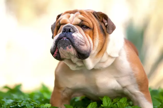 Dengan badannya yang gempal, kulit yang berkedut dan gigitan yang menakutkan, Bulldog mungkin bukan seperti yang anda bayangkan apabila anda memikirkan baka anjing penyayang.