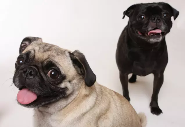 Os Pugs são extrovertidos e brincalhões, ansiosos para passar tempo com seus donos.