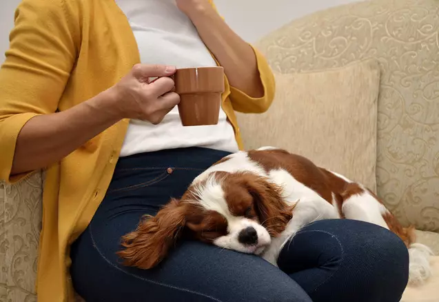 A més de ser una de les races més tranquil·les, el Cavalier King Charles Spaniel també és una de les races de gossos més afectuoses que trobareu.