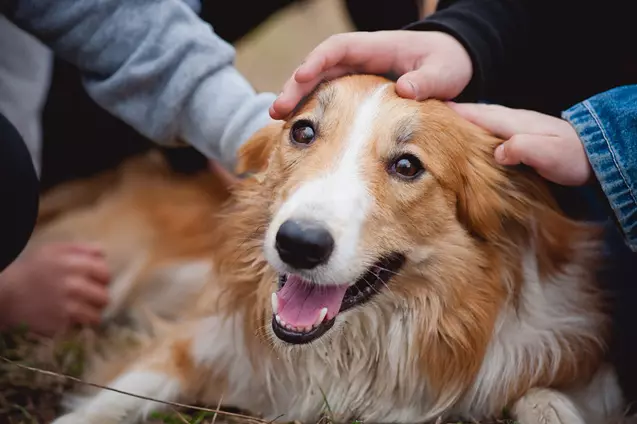 Collie yang dilapisi kasar atau halus membuat tambahan yang bagus untuk sebagian besar keluarga.