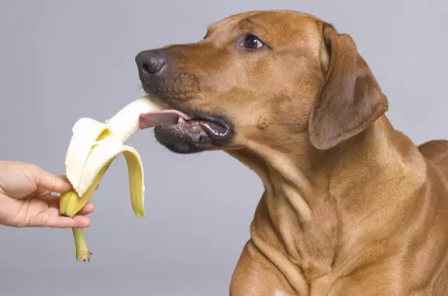 Kunnen honden bananen eten? 23078_1