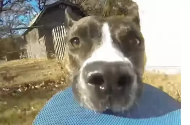 Dashing Dog Curi GoPro dan Hati Kita 231_1