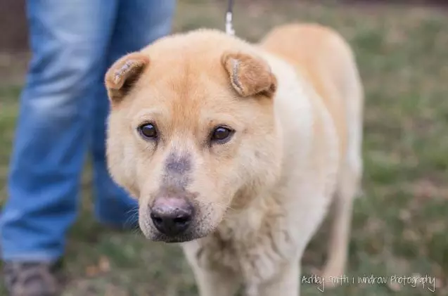 Chien adoptable de la semaine – Jackson 23617_1