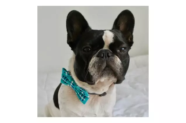 O le a tagi maile aulelei mo lenei BossPup Bow Tie!