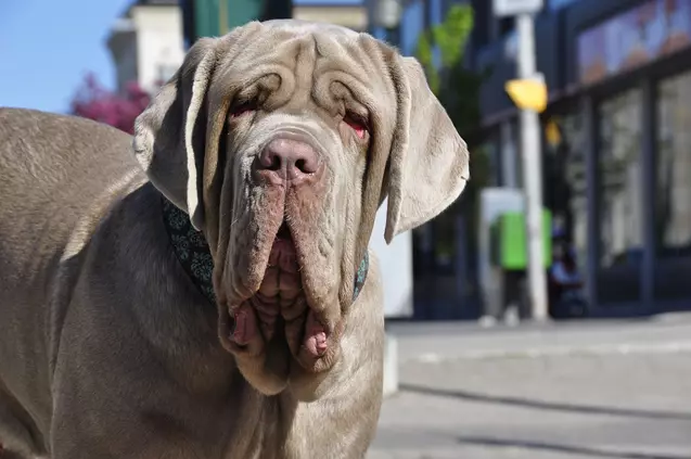 Nangungunang 10 Asong Mahilig Umutot: Neapolitan Mastiff