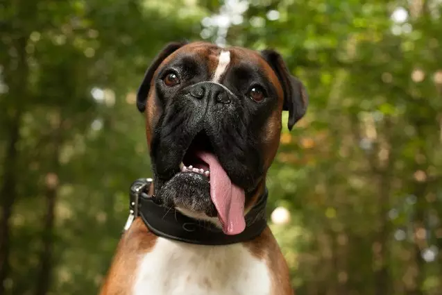 Top 10 des chiens qui aiment péter : Boxer