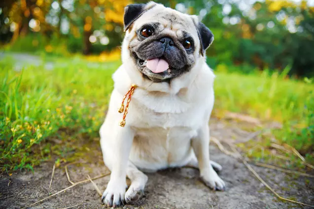 Els 10 millors gossos que els agrada fer pets: Pug