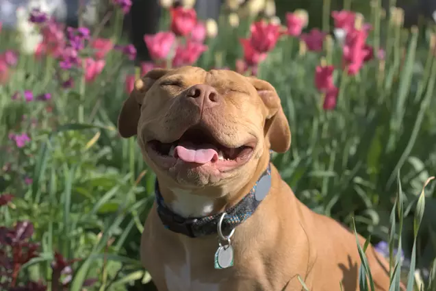 Top 10 des chiens qui aiment péter : Pitbull