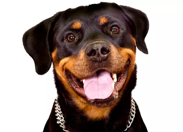 Top 10 pasa koji vole prdeti: Rottweiler