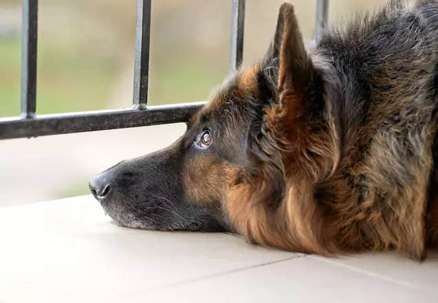 Top 10 cães que adoram peidar: pastor alemão