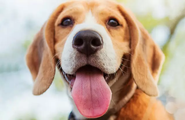 I 10 migliori cani che amano scoreggiare: Beagle