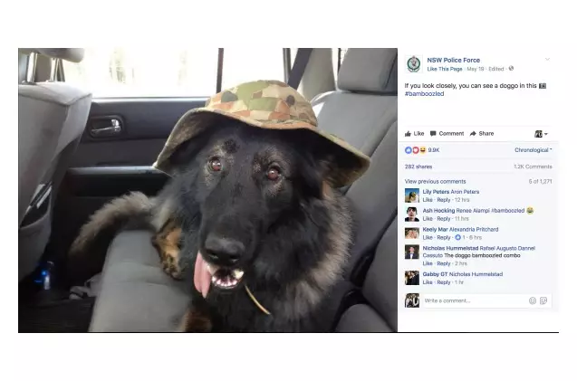 un gos Aussie K9 s'amaga a la força