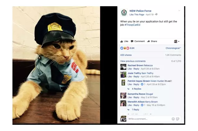 seekor kucing berada di kepolisian di NSW