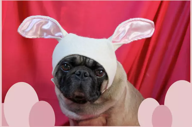 13 herrliche, von Ostern inspirierte Hunde-Essentials: Bunny Hat