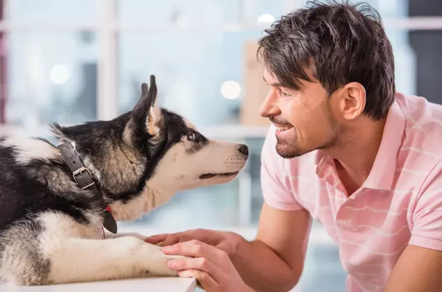 Honde-etiket 101: 5 maniere om nie 'n hond te groet nie 24369_1