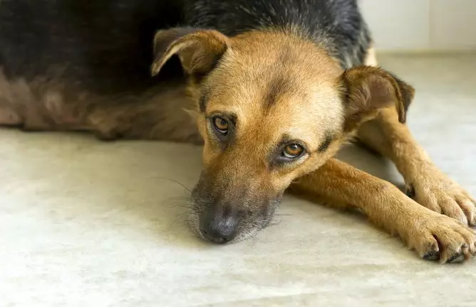 Doggie depressiýasy: Itlerde depressiýa düşünmek 248_1