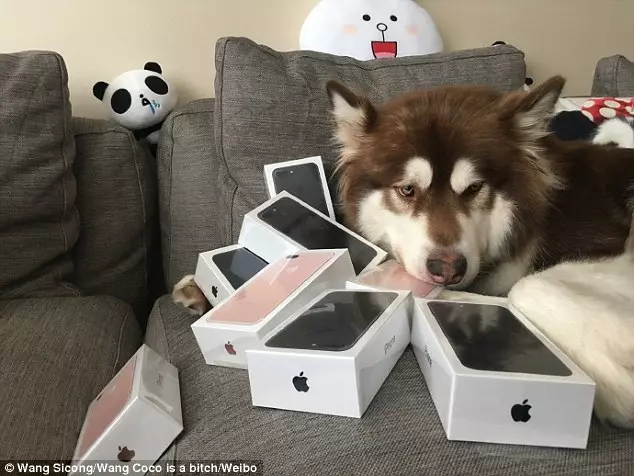 Bisarra nyheter: Världens rikaste hund har 8 iPhones 7s 24938_1