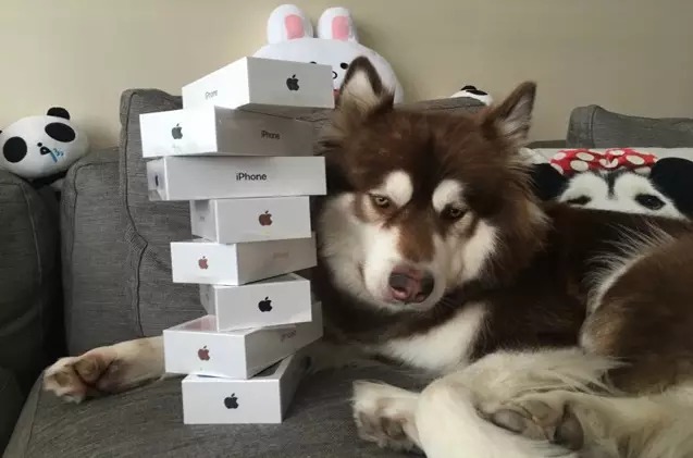 Hund-har-8-iphones-funktioner