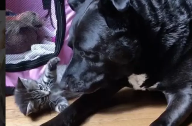 PitBull de substitution donne beaucoup d'amour aux chatons adoptifs 24976_1