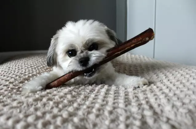 Oscar nimt in hap út 'e bêste Bully Sticks 25083_1